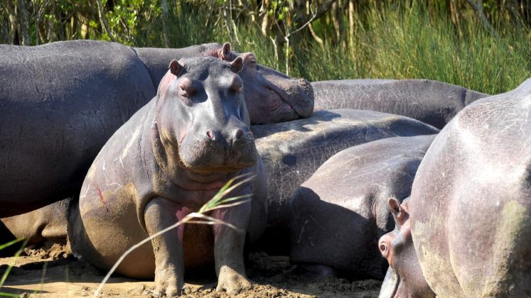 Manovo-Gounda St Floris National Park - Stunningtravel